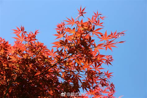 赏红叶，何须秋高；重庆武隆红枫正红一一红枫（前天摄于重庆武隆）