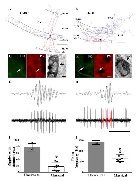 Horizontal Bcs Located Outside Pyramidal Layer Fire Doublets During