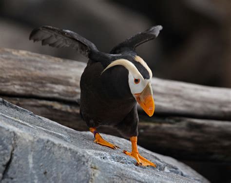 Pictures And Information On Tufted Puffin