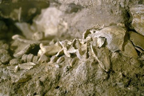 Premium Photo Human Skull And Bones In A Crypt Tomb