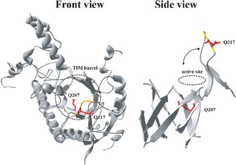 Molecular Model Of Cm Icl A Loop Region Containing The Active Site Is Download Scientific