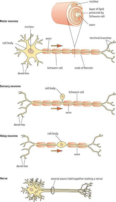 Nerve Cell Structure and Schwann Cells | Nerve cell structure, Nerve cell, Brain anatomy and ...
