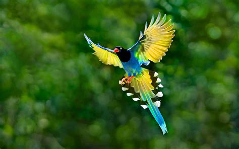 Birds Nature Wallpapers Top Free Birds Nature Backgrounds