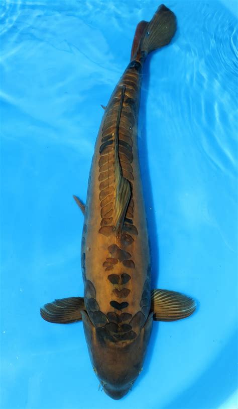 Doitsu Chocolate Chagoi Sold Grand Koi Llc