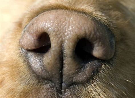 How Can I Help My Dogs Nasal Congestion