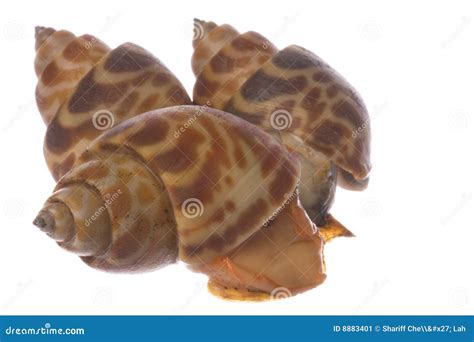 Live Edible Shellfish Isolated Stock Image Image Of Shell Close 8883401