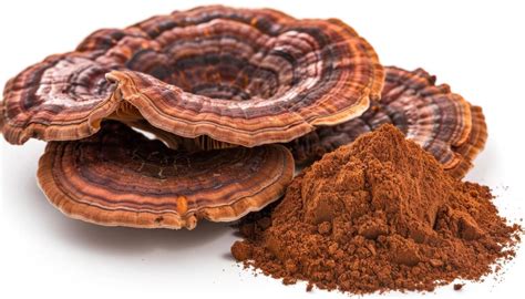 A Guide To Reishi Mushroom Extract Powder Benefits Ganoherb