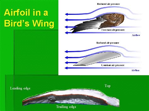 Bird Adaptations Zoology Review What Is One Thing