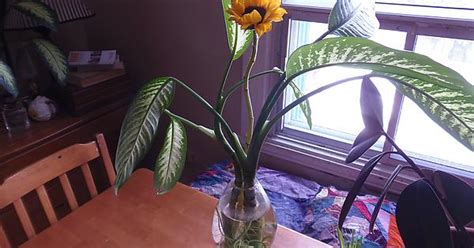 Happy Spring Imgur Happy Spring Imgur