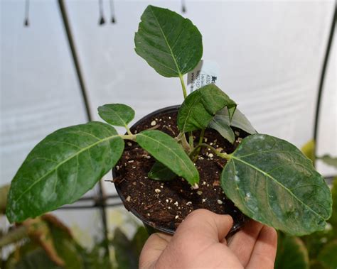 Schefflera Delavayi Brians Botanicals