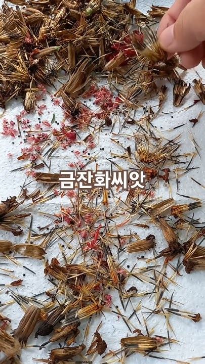 금잔화와 맨드라미 씨앗받기 Youtube