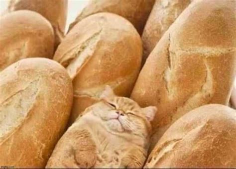 Camo Cat Loaf Blank Template Imgflip