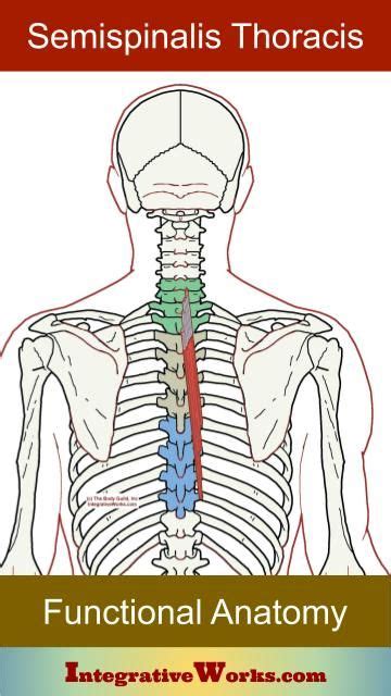 Oitf Semispinalis Integrative Works Anatomy Trigger Point Therapy
