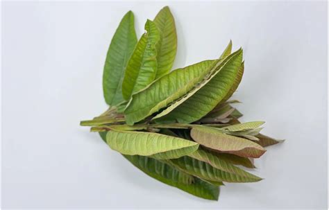 Para Qué Sirve La Hoja De Guayaba Beneficios Usos Y Recomendaciones