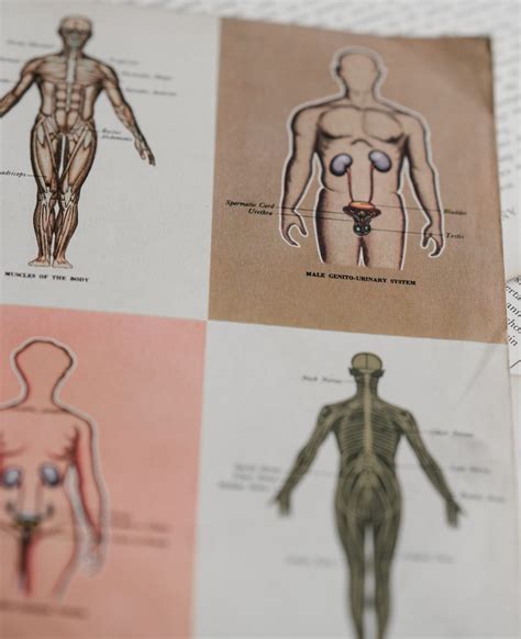 Building A Medical Terminology Foundation Simple Book Publishing