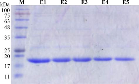 12 Gel Sds Page Analysis Of Hsp16 3 M Is Opti Protein Xl Marker