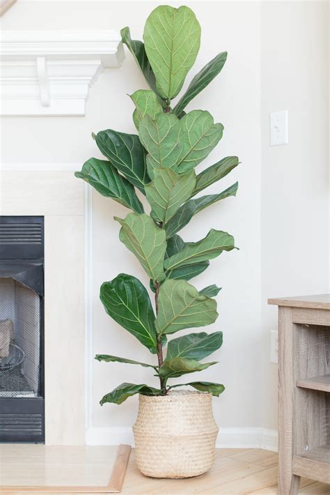 How To Shape A Fiddle Leaf Fig Into A Tree Plant Resource