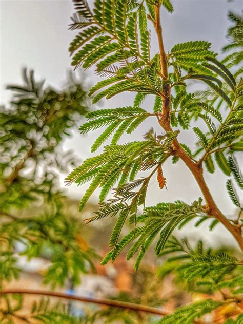 Shami Tree Prosopis Cineraria Botanical Close Up