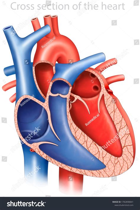 Anatomical Heart Cross Section