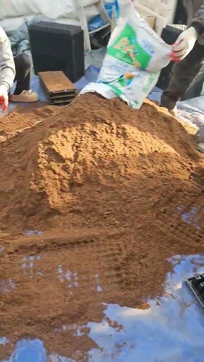 농사시작 담배씨붓기 Youtube