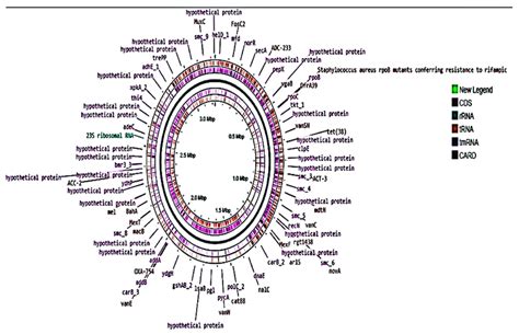 Graphical Representation Of Functionally Annotated L Plantarum 13 3
