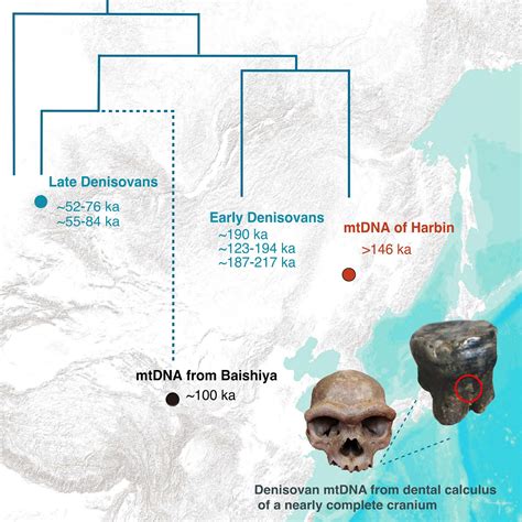 Rosa Rubicondior Refuting Creationism Confirmation Of A Denisovan