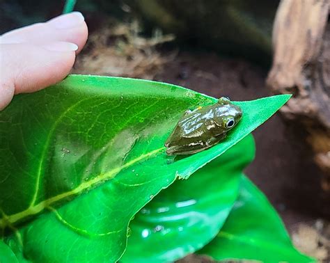 Hyperolius Sp African Reed Frog Hyperolius Sp