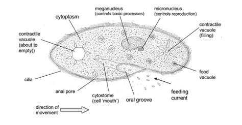 Kingdom Protoctista