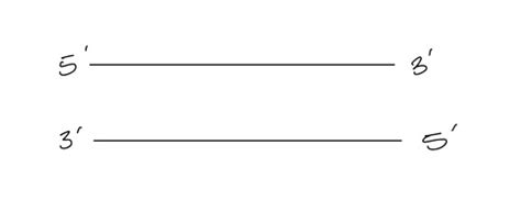 Bio 208 Unit 3 Flashcards Quizlet