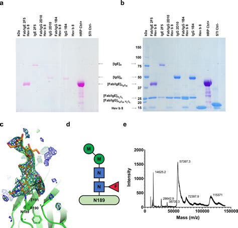 Ige 2f5 And Its Fab Are Glycosylated A Sds Page Stained With The Pierce