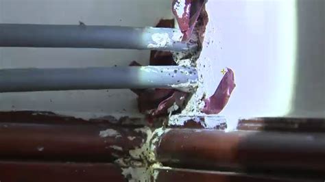 Inside A London House Infested With Bed Bugs As Expert Reveals How They Spread In The Uk Uk