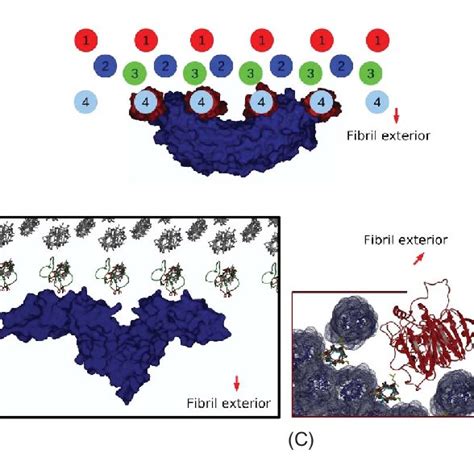 Orientation Of The Collagen Type I Microfibril Relative To The Fibril Download Scientific