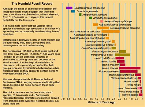 Human Ancestor Chart