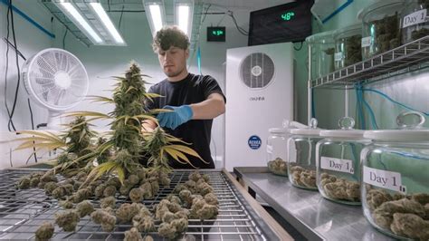Bud Rot Treatment Tips To Protect Your Cannabis Plants Weedinsight