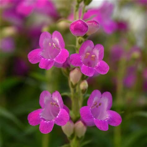 New Varieties