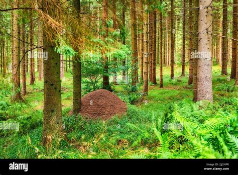 Trees Of All Types And Seasons A Beautiful World Of Differences Trees