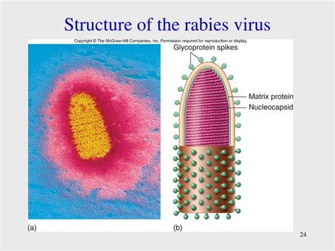 Ppt Rna Viruses Powerpoint Presentation Free Download Id1797691