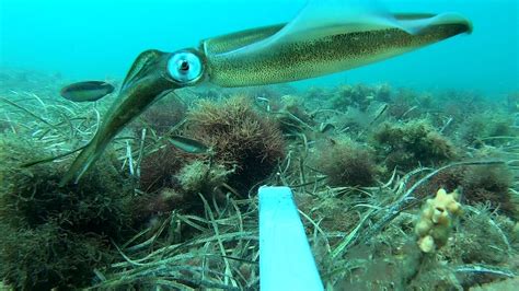 Shellfish Reef Insights Come To The Surface News