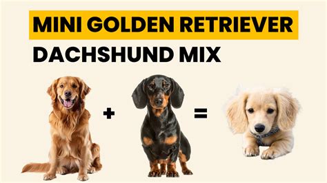 Mini Golden Retriever Dachshund Mix Golden Dox Puppies For Sale