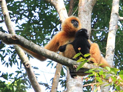 Hainan Gibbon Fun Facts Kfbg Blog Kadoorie Farm And Botanic Garden