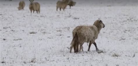 Timuga Mamafa Aisa Toulu Ma Savili Malolosi O Loo Aafia Ai Le Atunuu