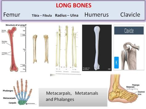 Classification Of Bones By Dr S N Singh Ppt