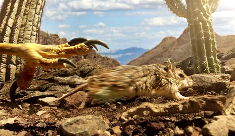 Tiny Giants 3d In Laser Imax