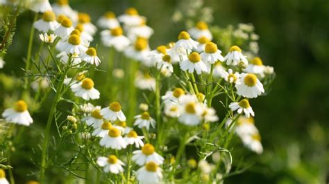 5 Types Of Chamomile For Your Garden