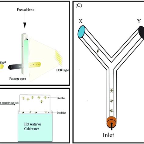 Behavioral Assays In Adult Flies A Light Dark Choice Assay B Heat