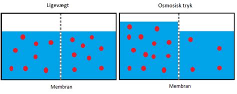 Osmose