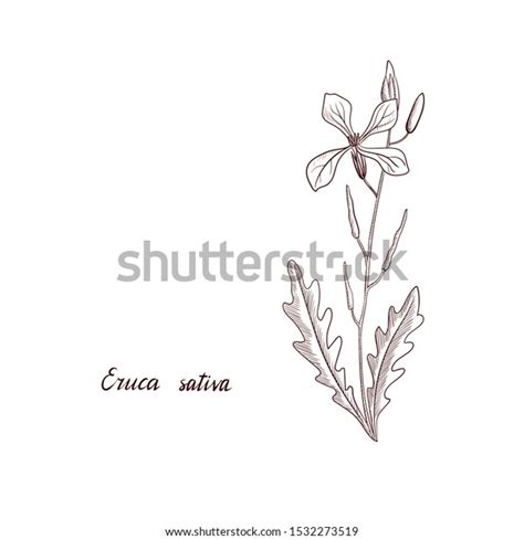 Vector Drawing Radish Flower Raphanus Sativus Stock Vector Royalty Free 1532273519 Shutterstock