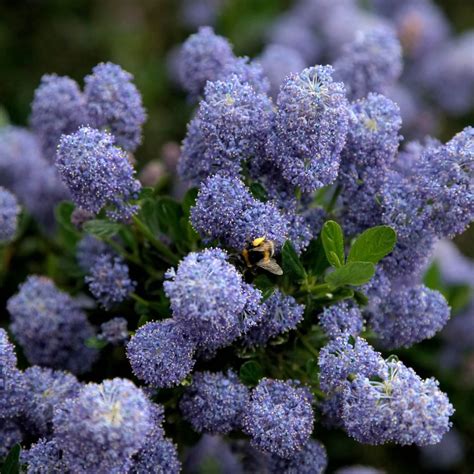 Buy Ceanothus Thrisflorus Skylark Agm At Uk