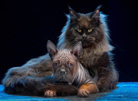 939971 Cats Dog Animals Maine Coon Mammals Rare Gallery Hd