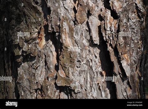 Cork Bark Bast And Cambium Of A Pine Close Up Woody Wooden Background In Brown Color Rough